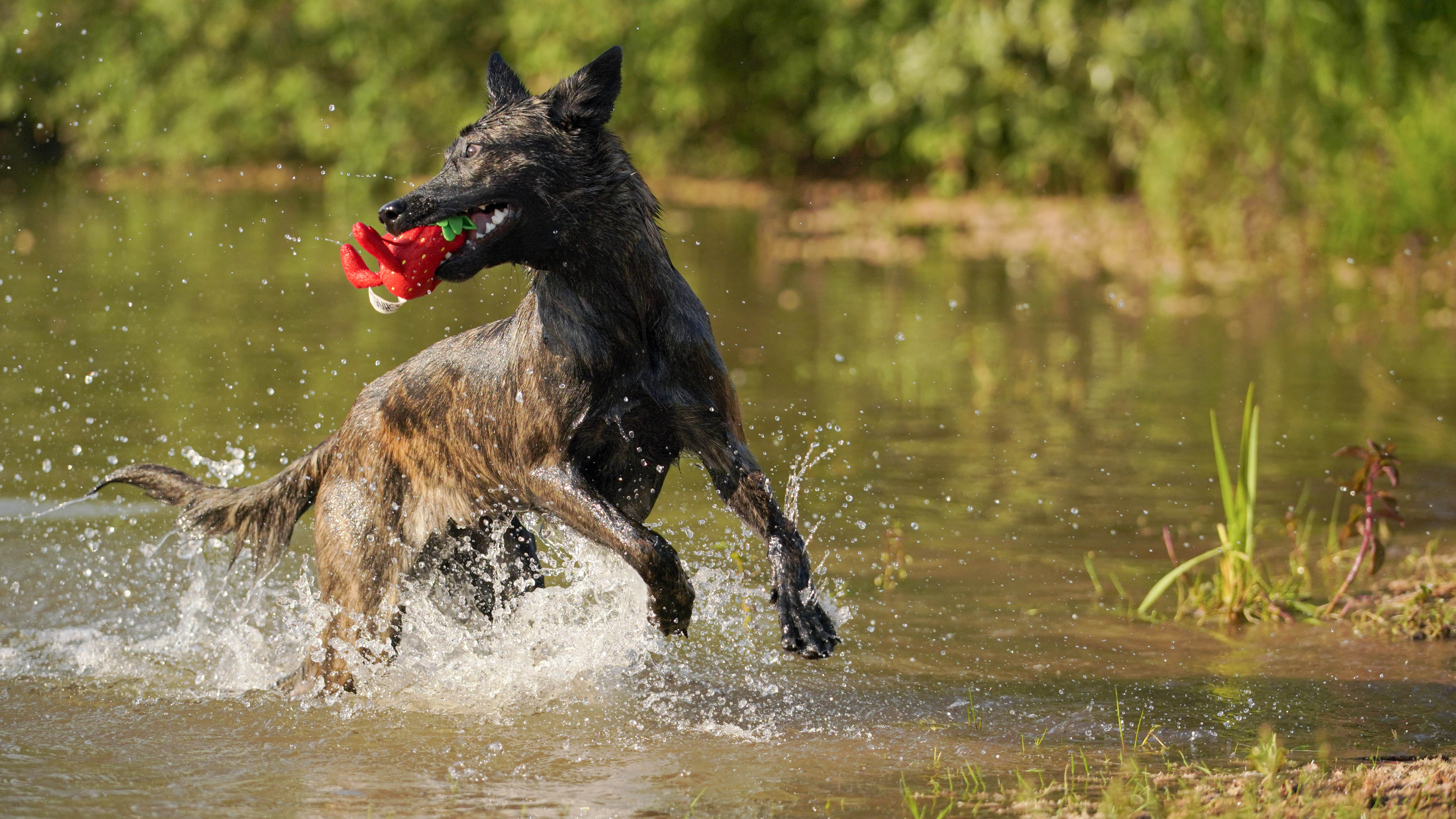 Gaily (Riva) of the Brave Brindles