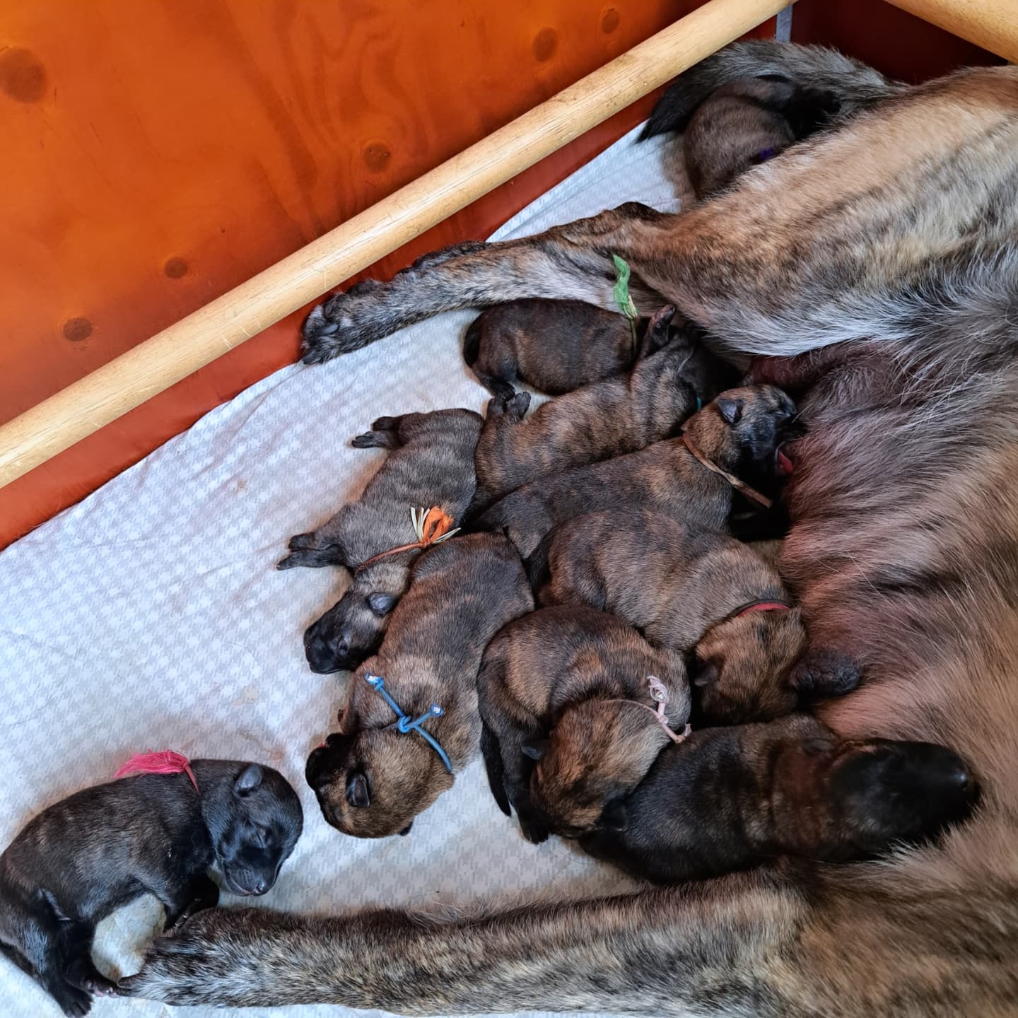 Ons J nest is geboren